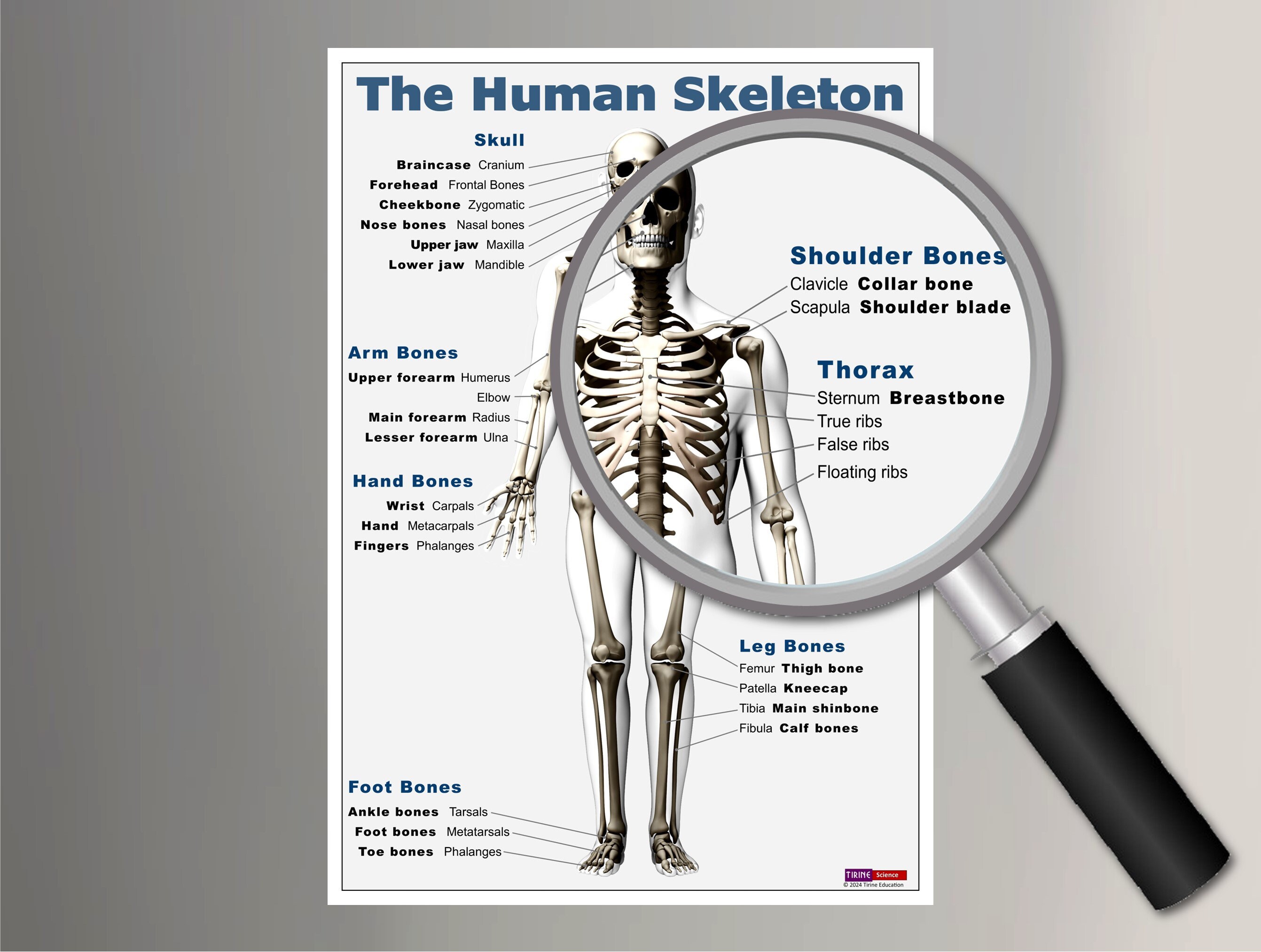 Human Skeleton Poster, Biology Poster, Middle School Science, High ...