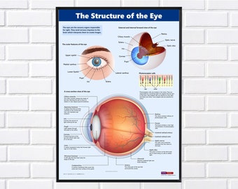 Eye Structure Poster - Etsy