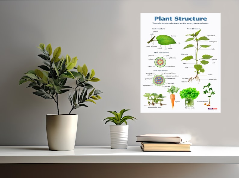 Plant Structure Science Biology Poster, Educational Science Wall Art ...