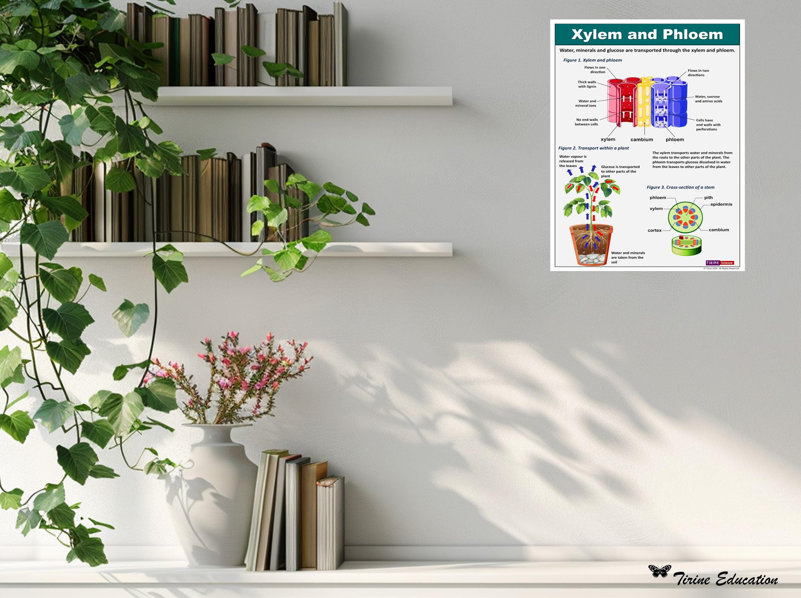 Xylem and Phloem Classroom Poster – Engaging Science Classroom Decor ...