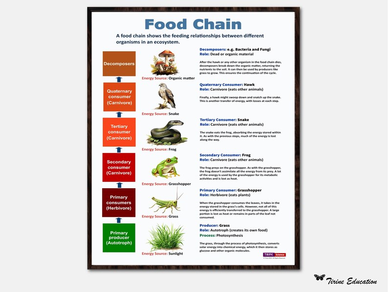 Food Web Poster Set Biology Poster High School Science Food - Etsy