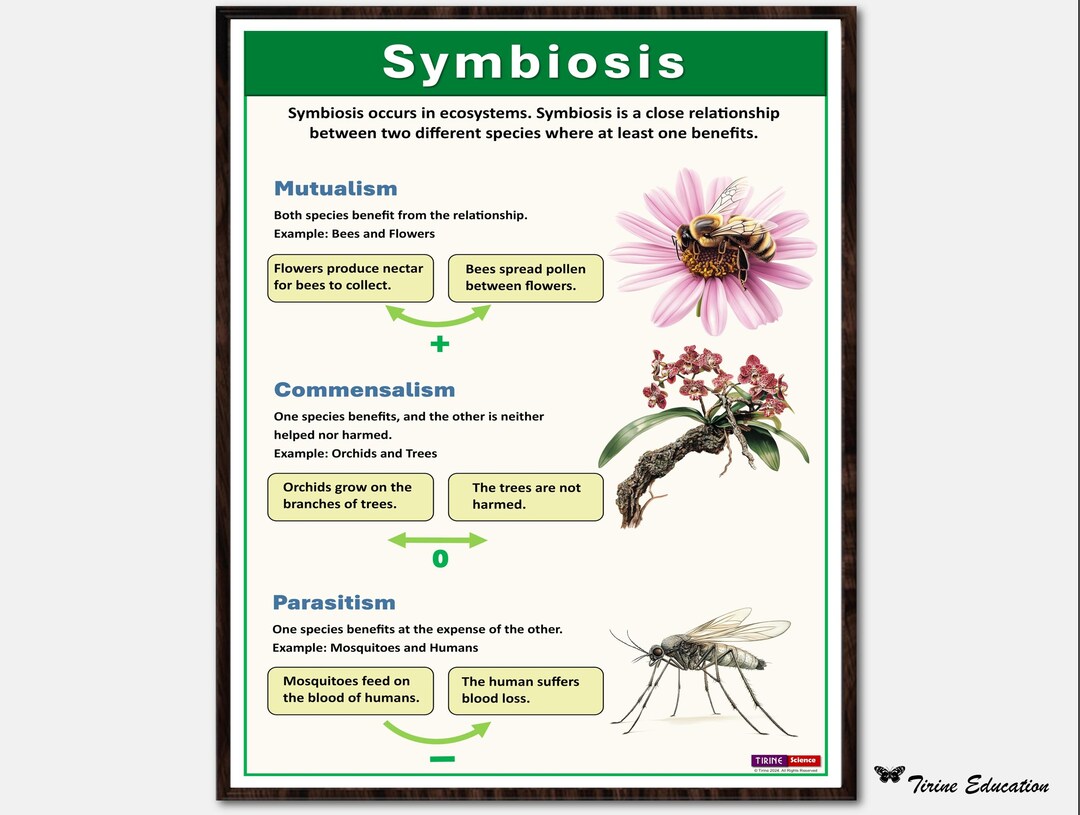 Symbiosis, Ecosystems, Poster, Middle School, Grades 6-8, Biology ...