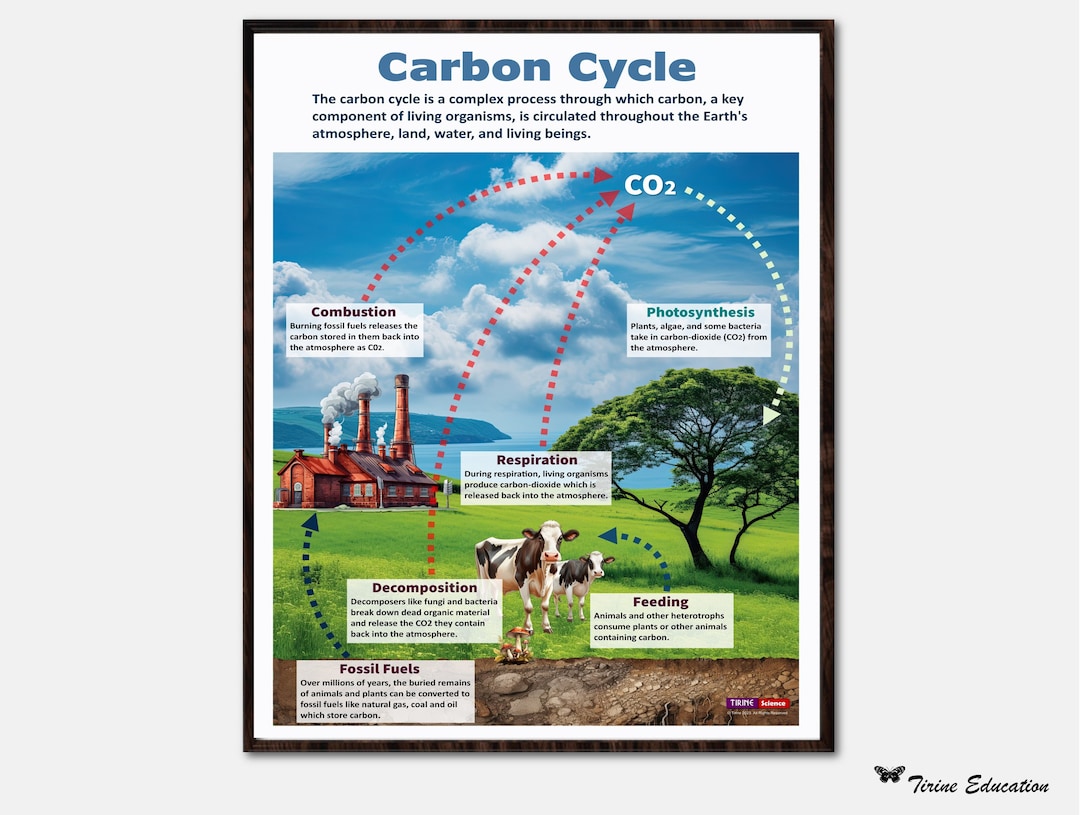 Carbon Cycle, Earth Science Poster, Middle School, Grades 6-8 ...