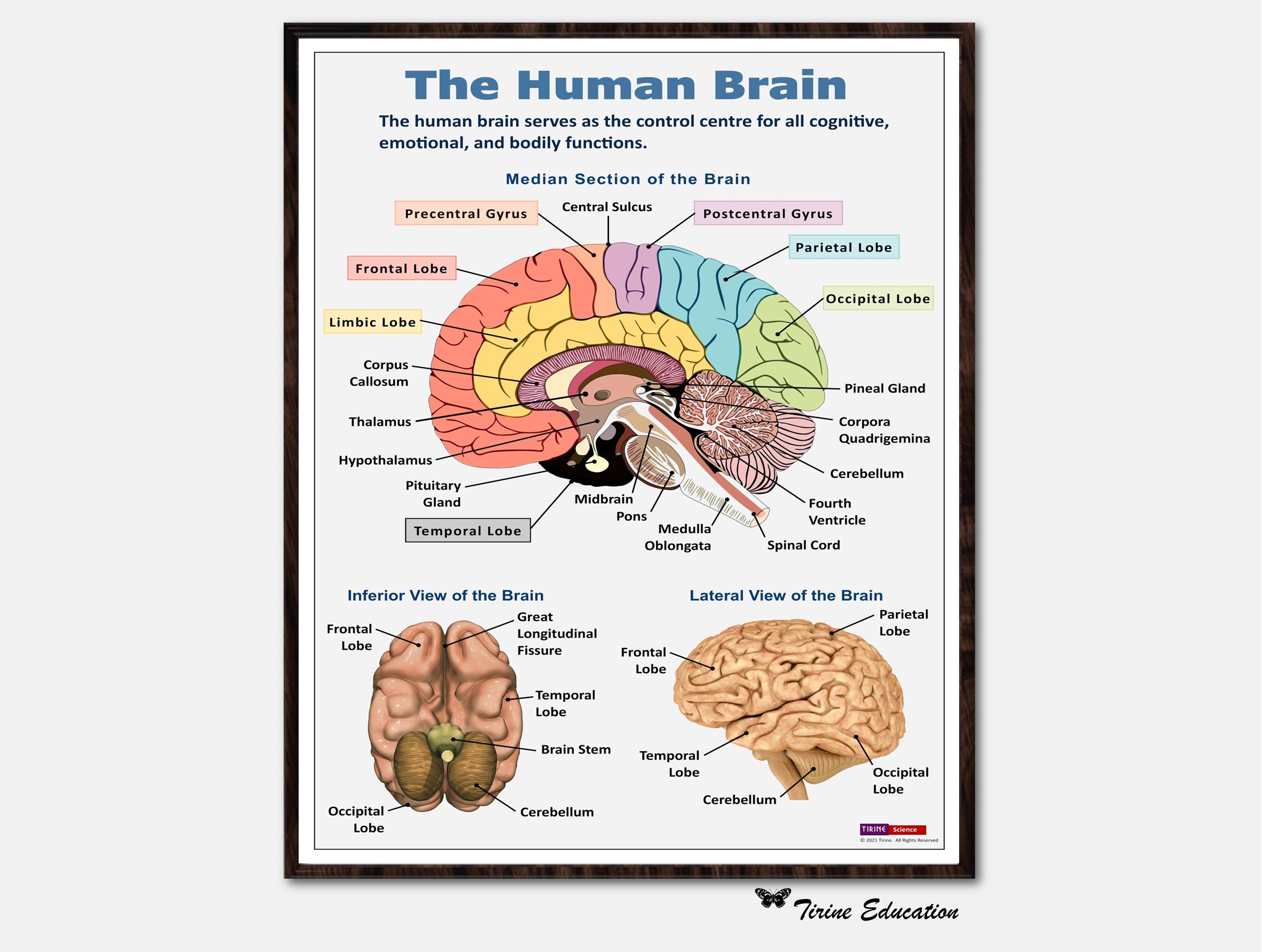 Vital Organs Poster Set, Human Biology, Human Anatomy, Science Posters ...