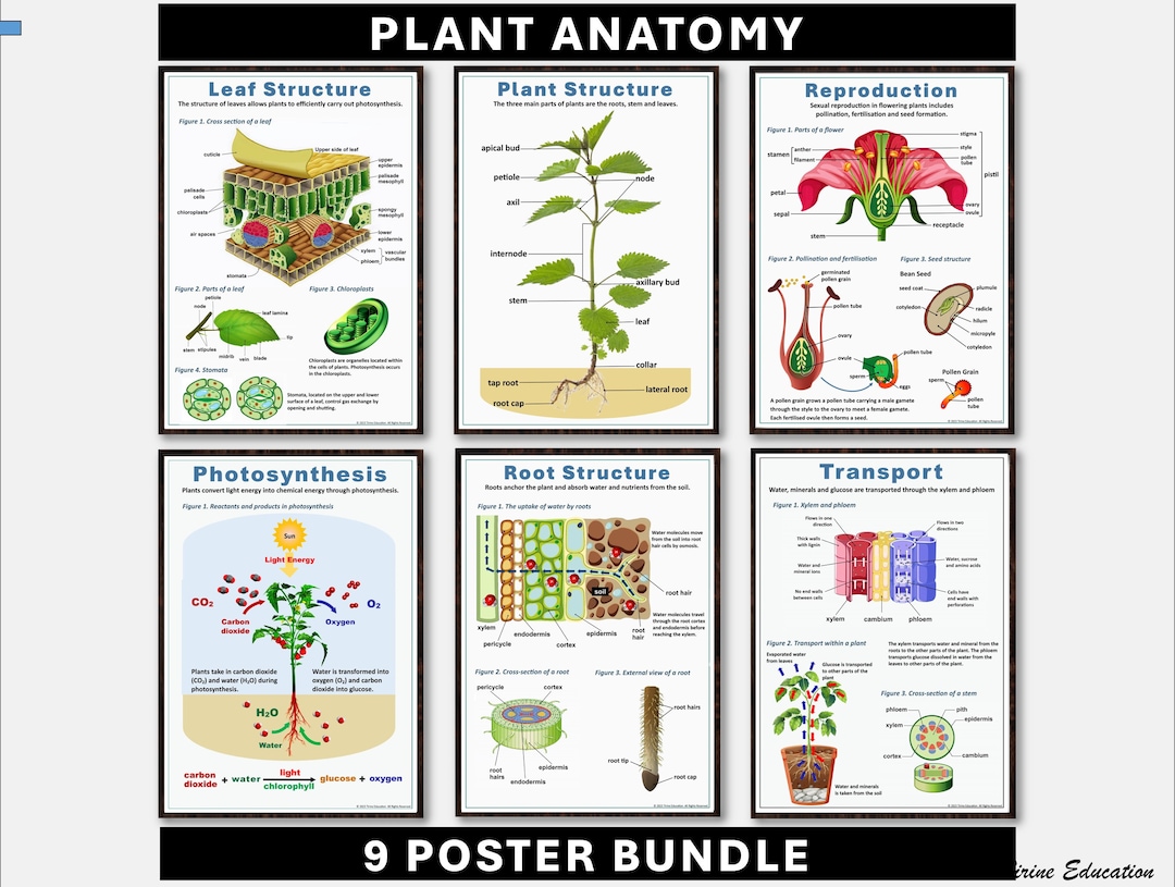 Plant Anatomy Biology 9 Poster Set, High School Science, Biology ...