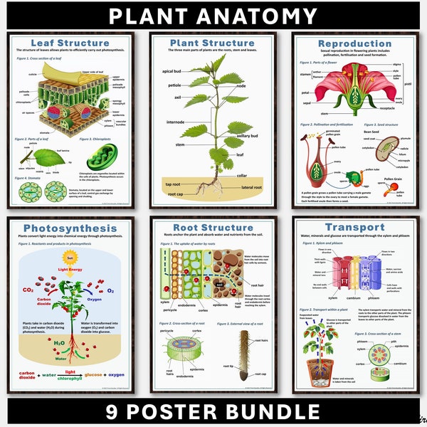 Plant Poster - Etsy