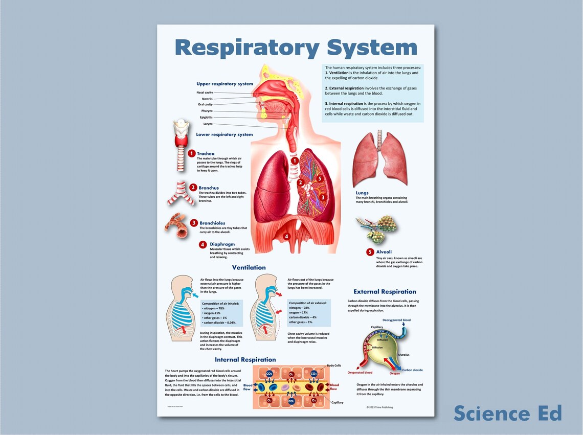 Human Respiratory System Poster, Educational Science Poster Biology ...