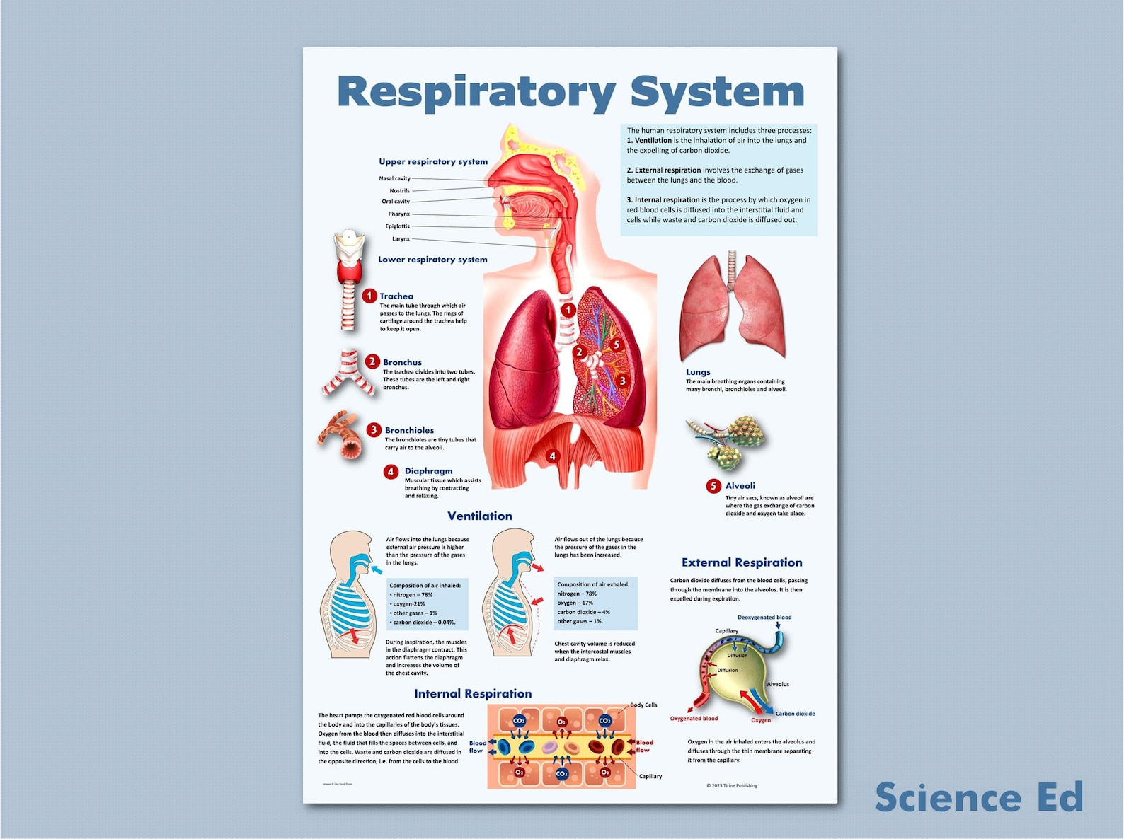 Human Respiratory System Poster, Educational Science Poster Biology ...