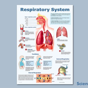 Human Respiratory System Poster, Educational Science Poster Biology ...