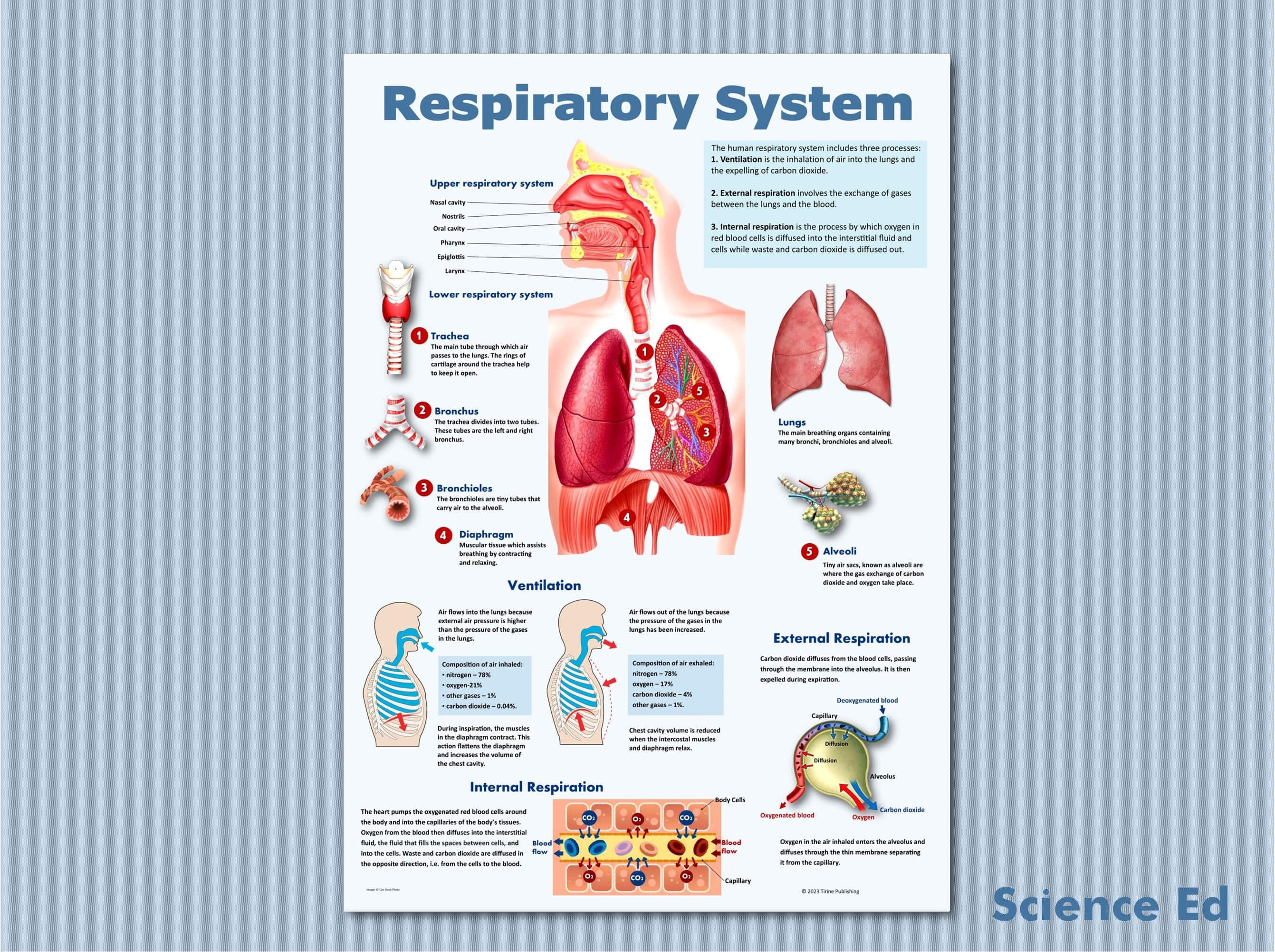 Human Respiratory System Poster, Educational Science Poster Biology ...