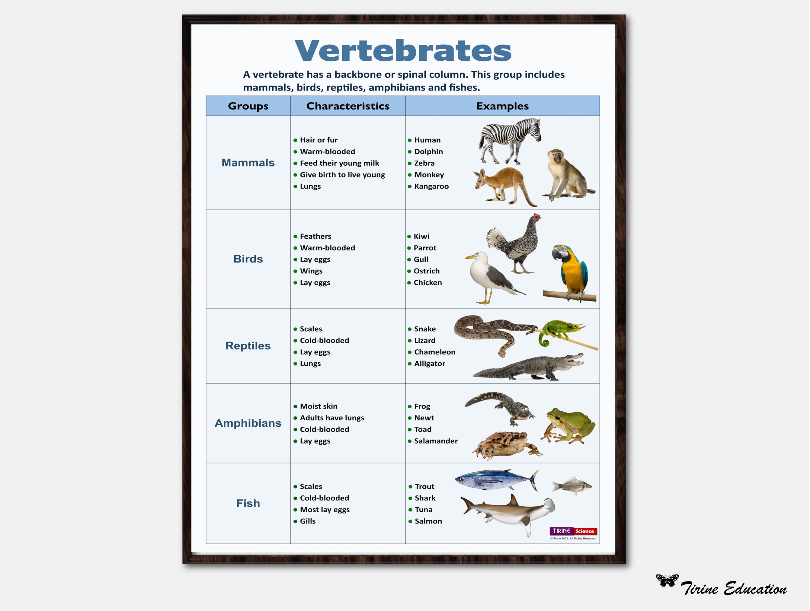 Vertebrates Examples