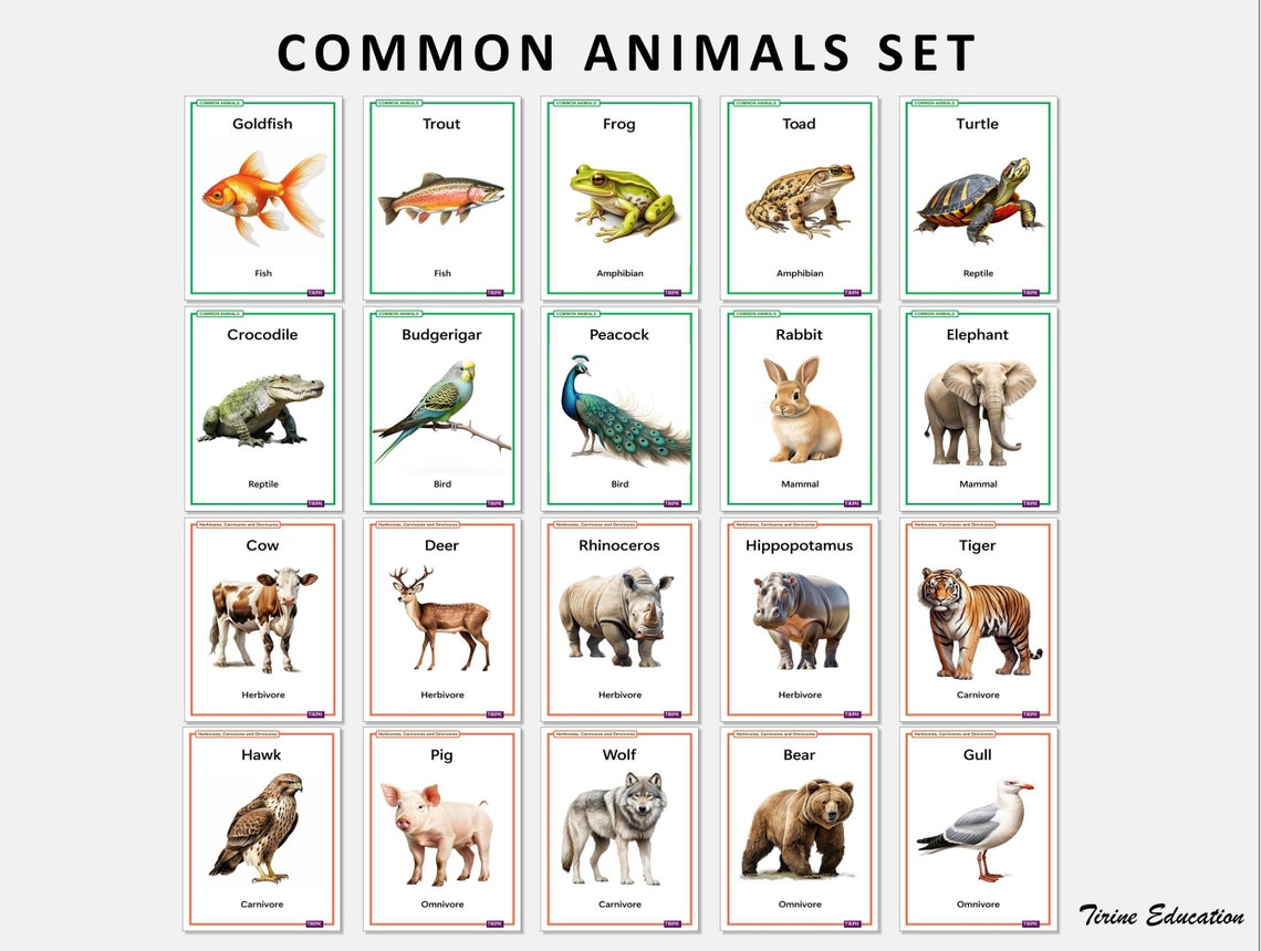 Classifying Common Animals, Junior Science, Classroom Posters, Ages 5-6 ...