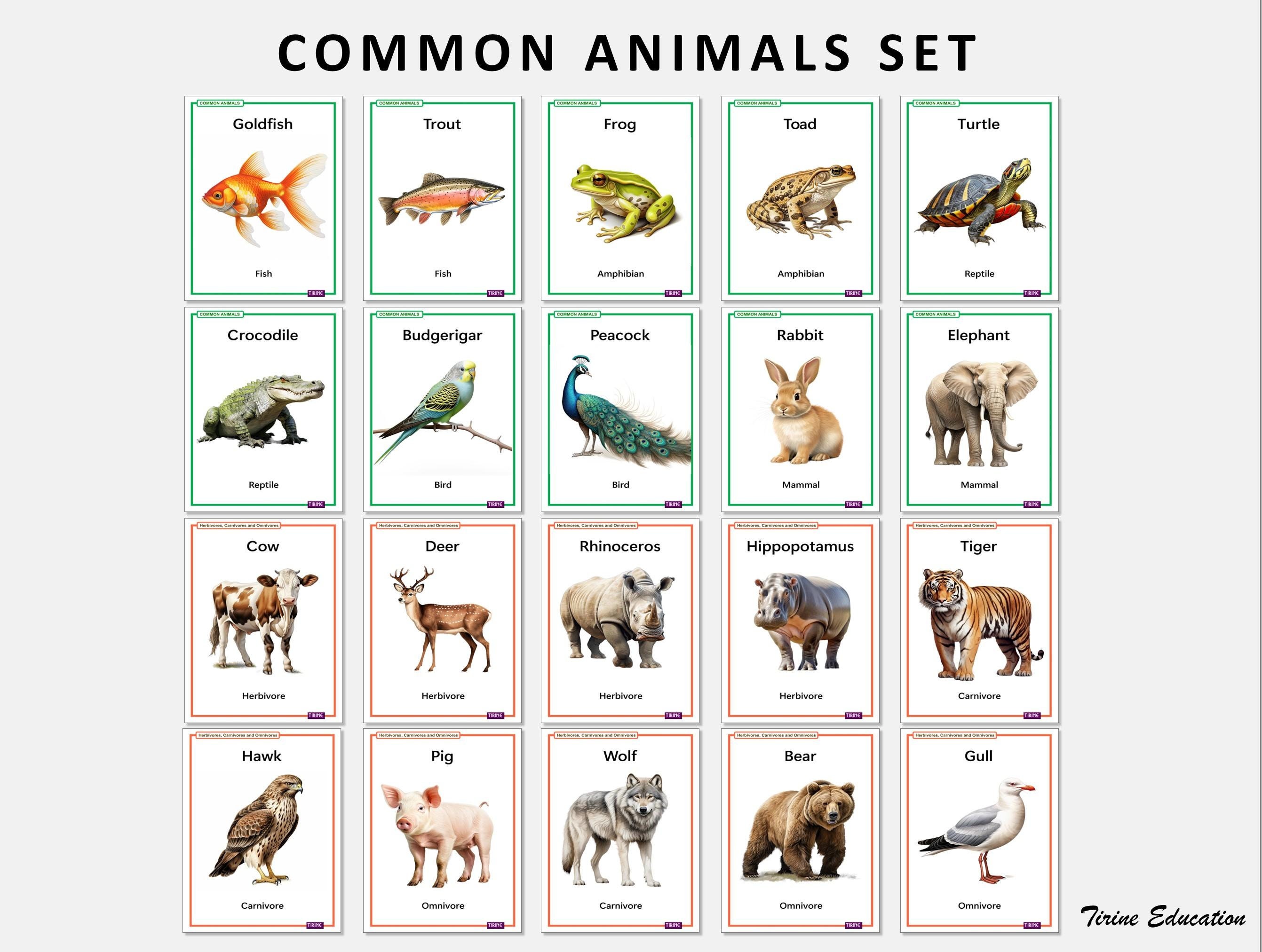 Classifying Common Animals, Junior Science, Classroom Posters, Ages 5-6 ...