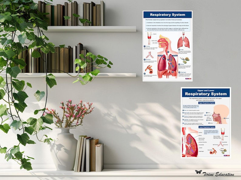 Human Anatomy Systems Science Posters, Respiratory System, Printable ...