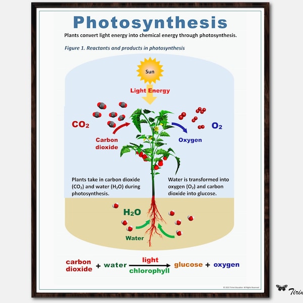 Photosynthesis Poster - Etsy