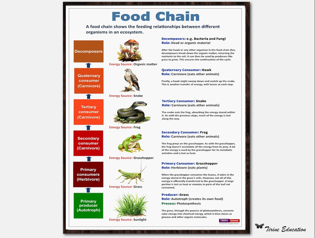 Food Chain Poster, Biology Poster, High School Science, Food Chain ...