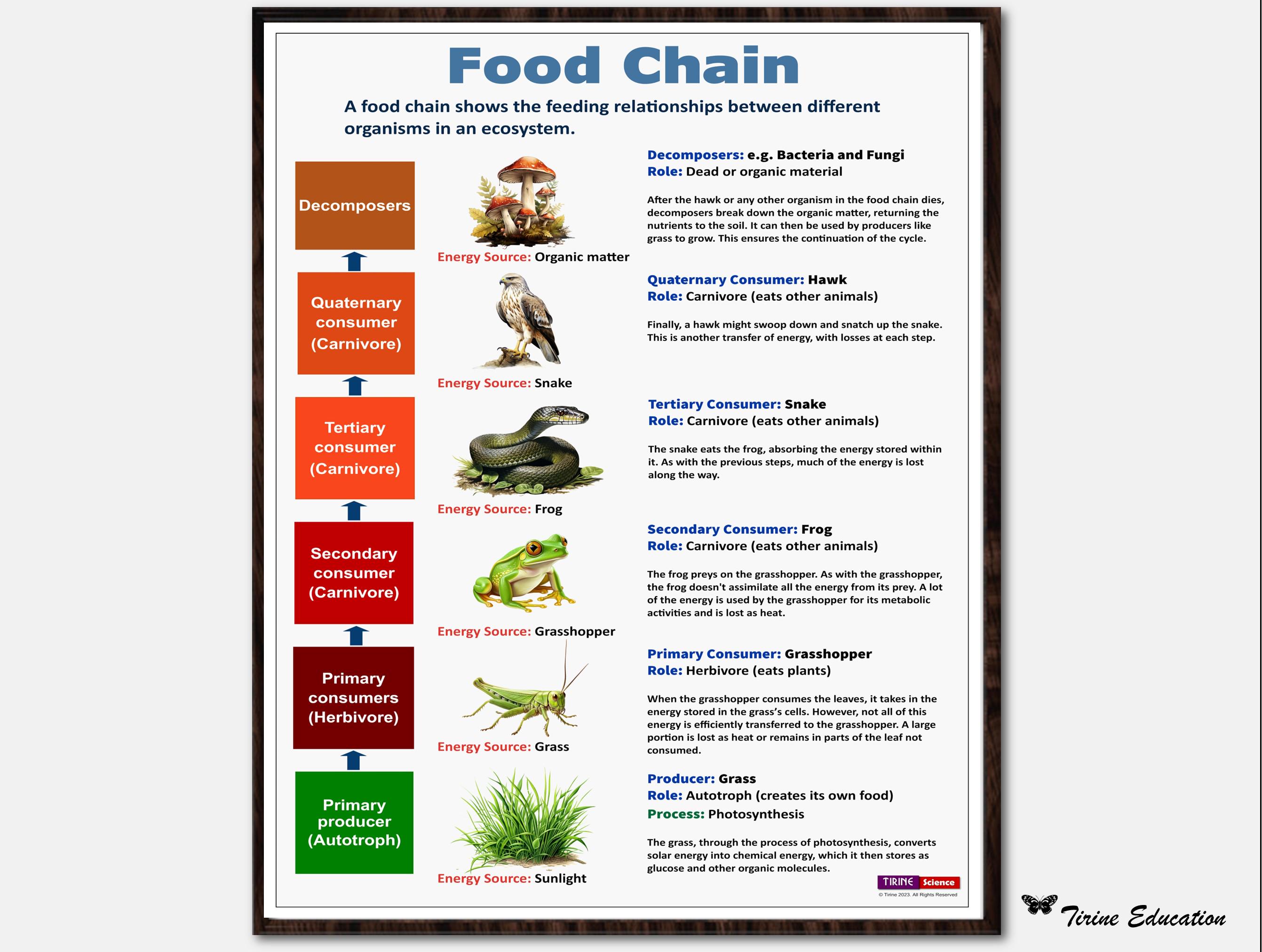 Food Chain Poster, Biology Poster, High School Science, Food Chain ...
