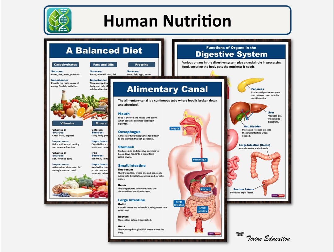 Human Nutrition, 3 Posters, 7 Sizes, Biology, Digestive System ...
