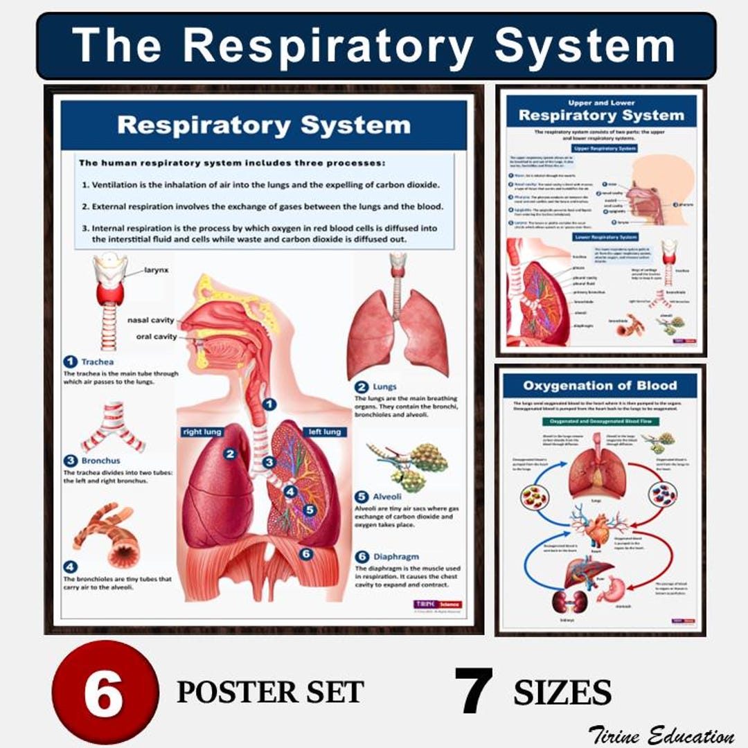 Human Anatomy Science Posters, Respiratory System, Printable Biology ...