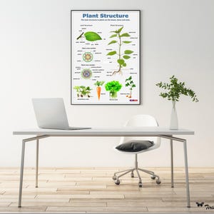 Plant Structure Poster, Science Biology, Middle School, High School ...