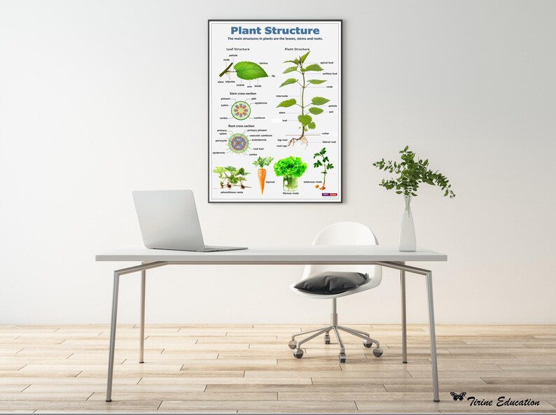 Plant Structure Poster, Science Biology, Middle School, High School ...