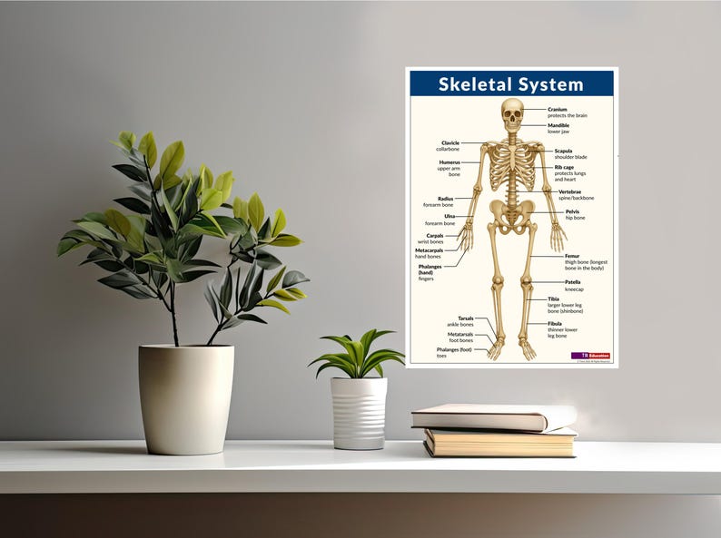 Human Skeleton Biology Poster, Anatomy, Science Classroom Decor - Etsy