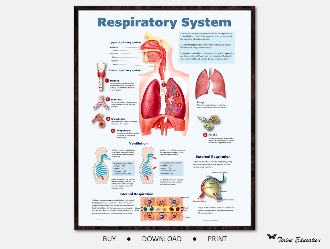 Human Respiratory System Poster, Educational Science Poster Biology ...