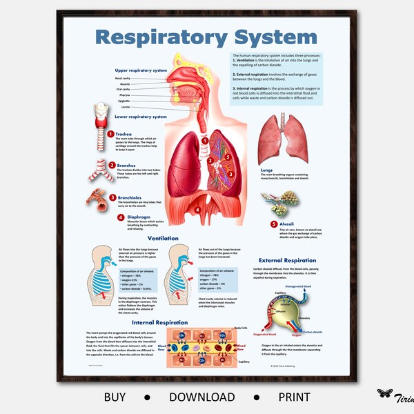 Respiratory System Poster - Etsy