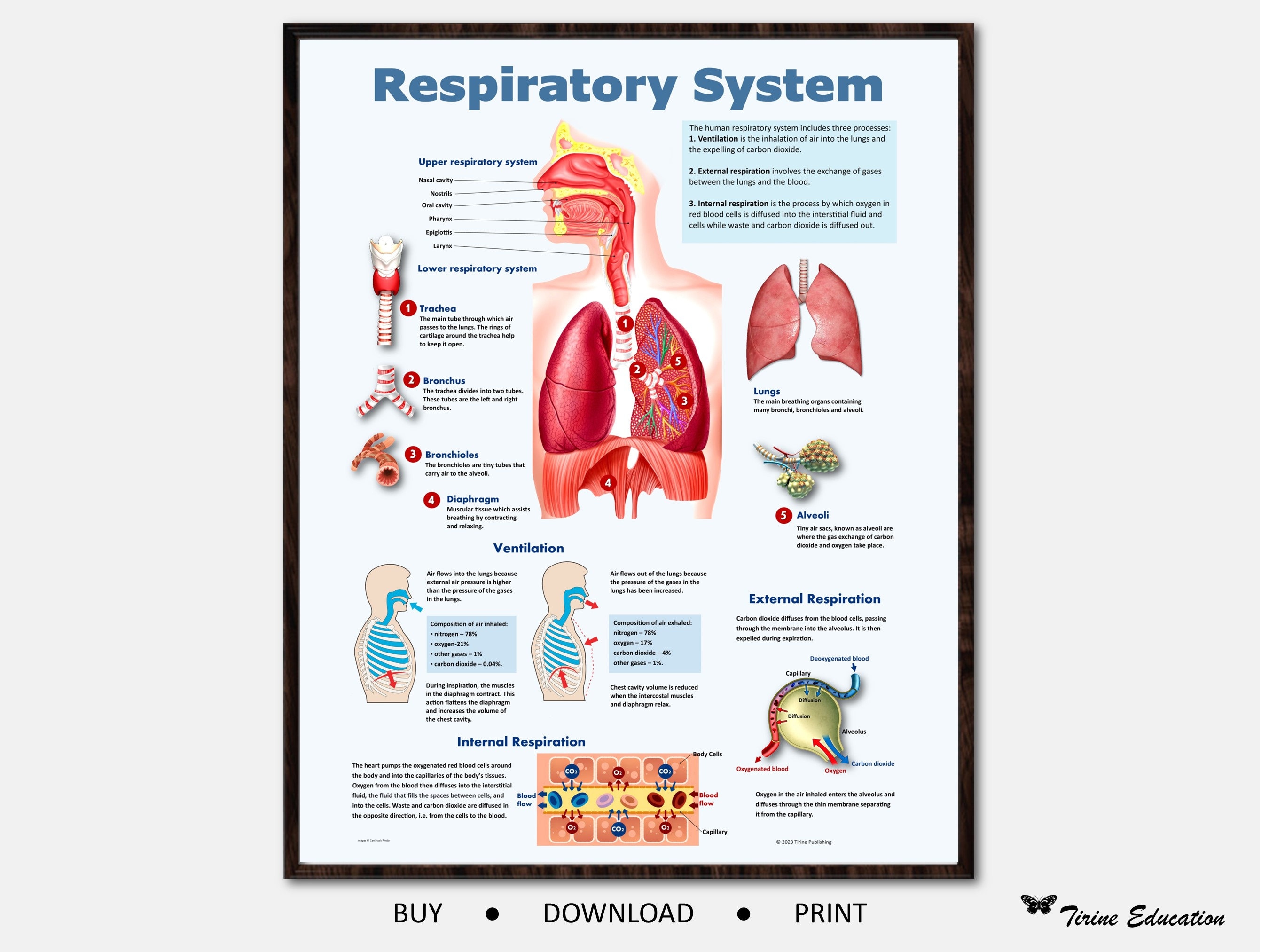 Human Respiratory System Poster, Educational Science Poster Biology ...