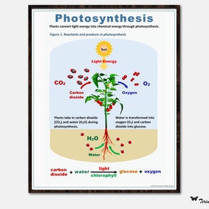 Plants Science Biology 7-poster Set, High School Science, Biology ...