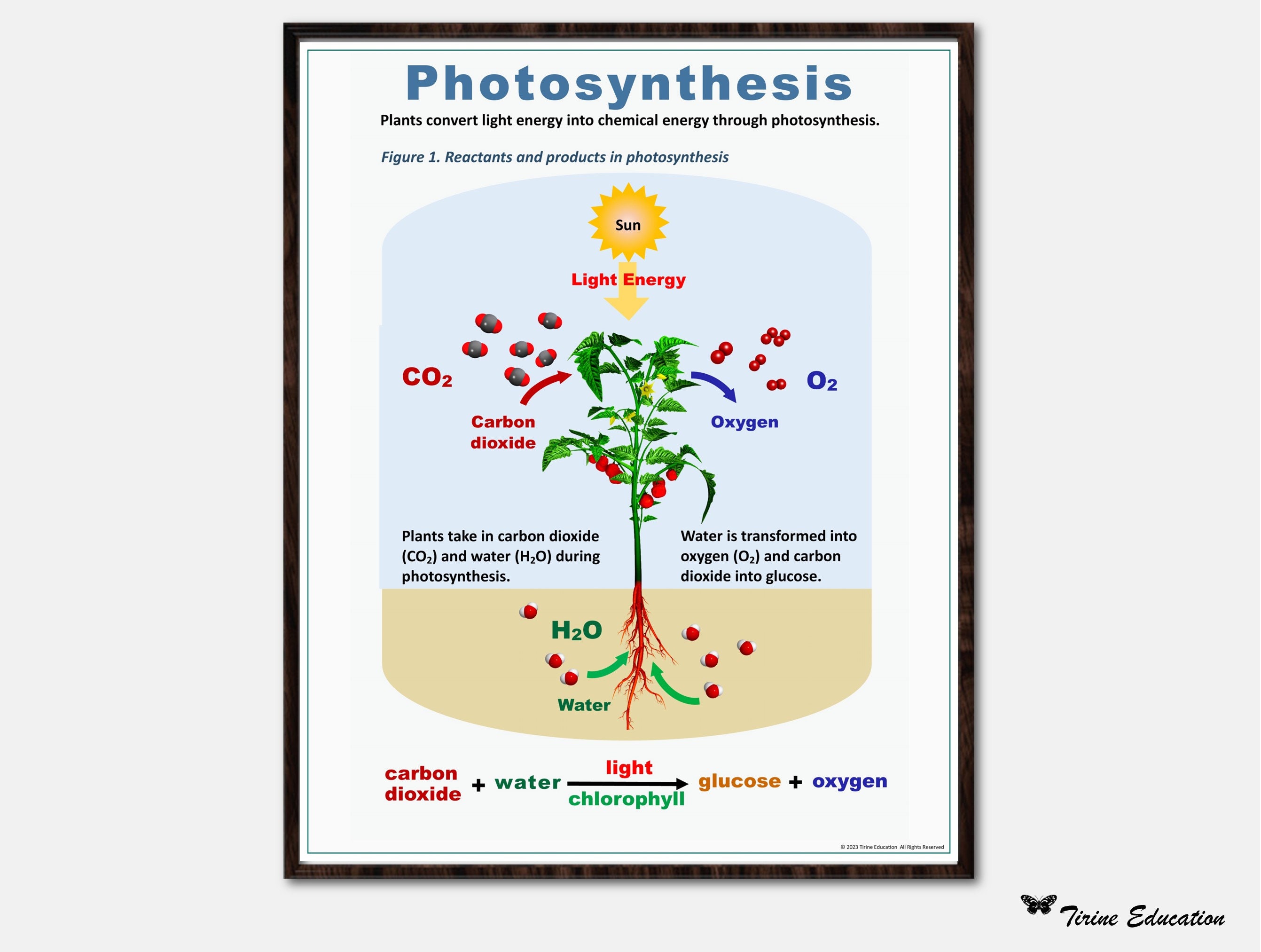 Plants Science Biology 7-poster Set, High School Science, Biology ...