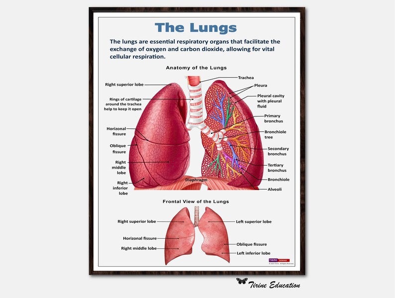 Vital Organs Poster Set, Human Biology, Human Anatomy, Science Posters ...