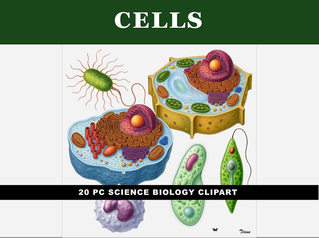 Cells Science Clipart: Biology Teacher or Student Resource - Etsy Australia