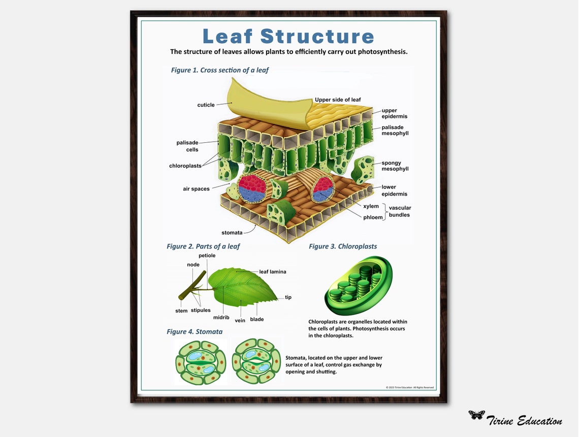 Plants Science Biology 7-poster Set, High School Science, Biology ...