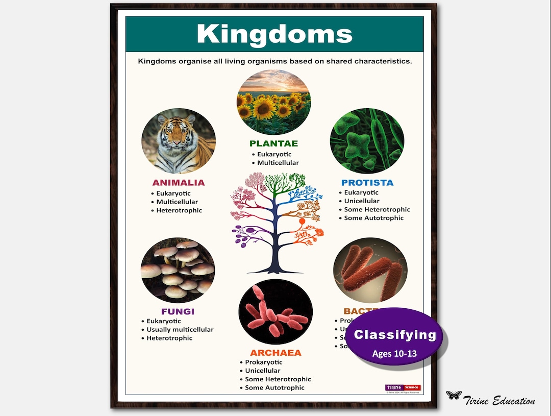 Biological Kingdoms Classroom Poster – Engaging Science Decor ...