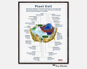 EDUCATIONAL Plant Cell Poster - Etsy UK
