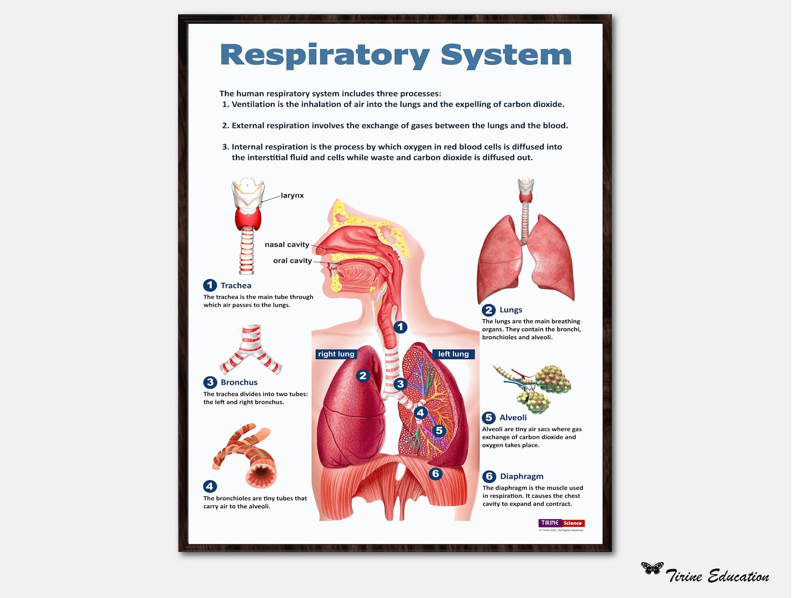 Respiratory System Poster Set, Human Biology Science Poster Set ...