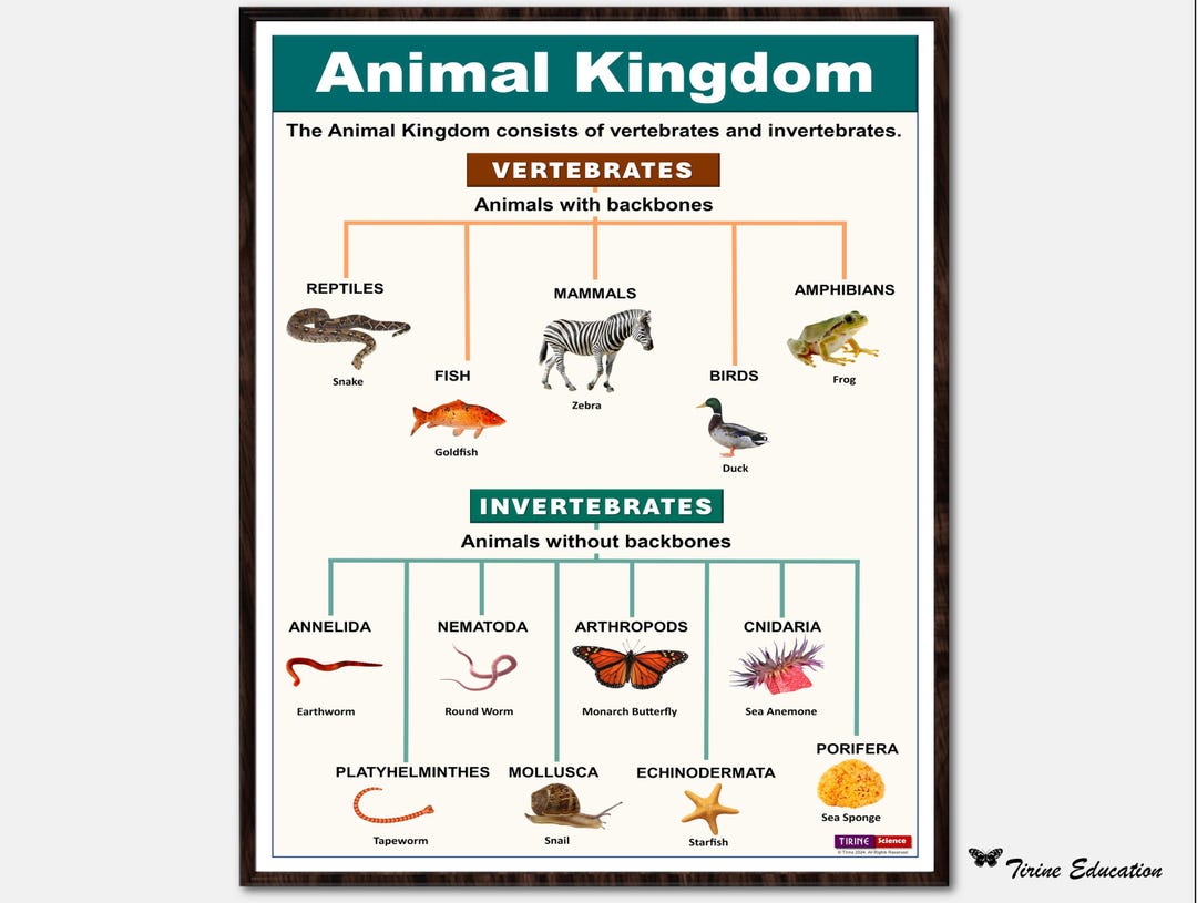 Animal Kingdom, Poster, Science, Biology, Vertebrates and Invertebrates ...