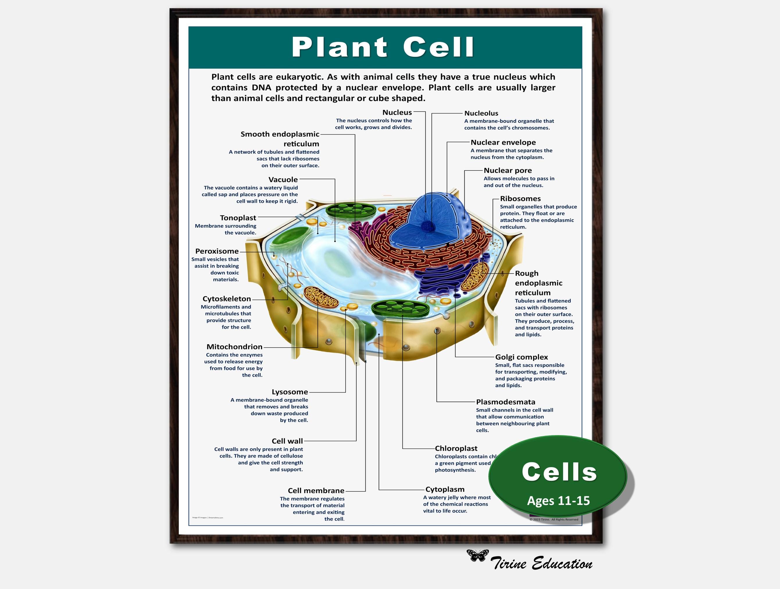 Plant Cell Classroom Poster – Engaging Science Classroom Decor ...