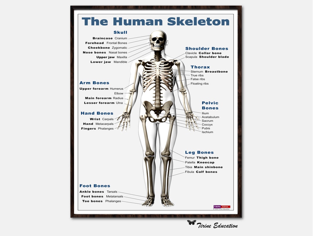 Human Skeleton Poster, Biology Poster, Middle School Science, High ...