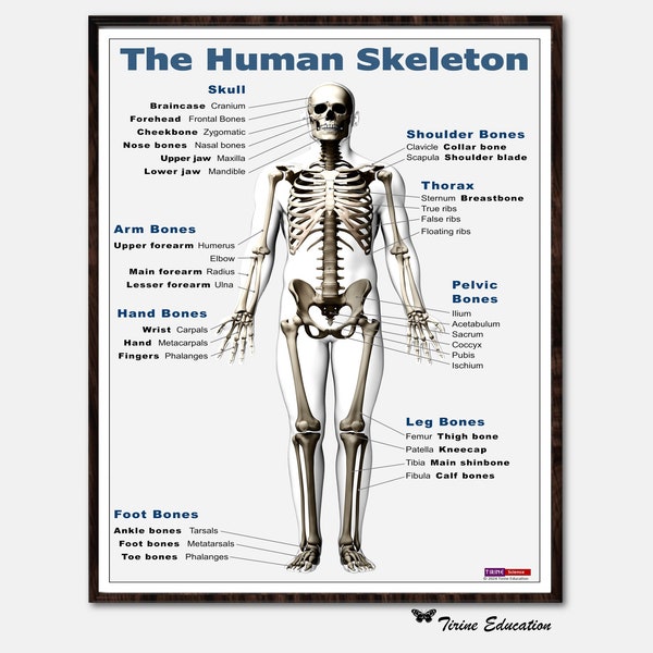 Human Anatomy Skeleton Poster - Etsy