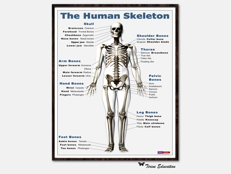 Human Skeleton Poster, Biology Poster, Middle School Science, High ...