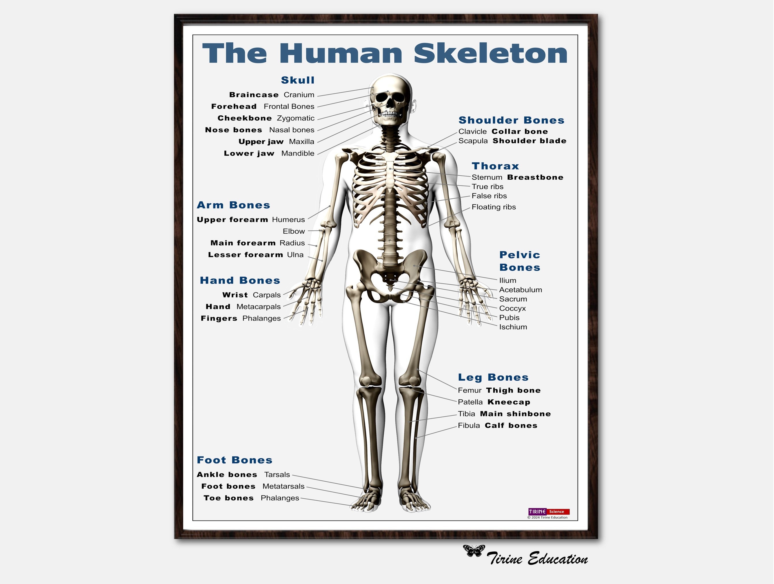 Human Skeleton, Biology Poster, Middle School Science, High School ...
