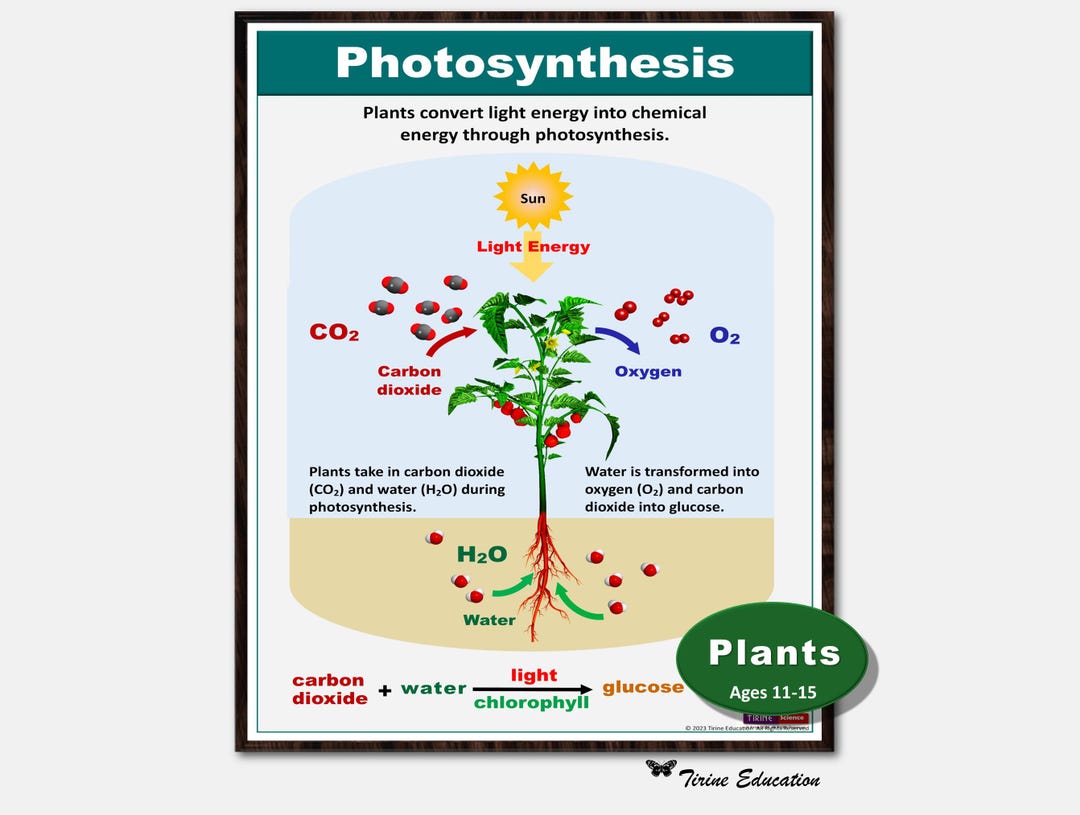 Photosynthesis Classroom Poster – Science Biology Classroom Decor for ...