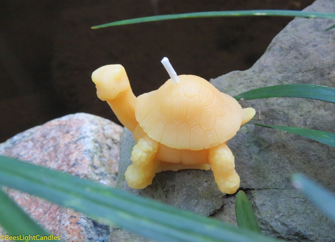 Little Turtle Beeswax Candle / 100% All Natural / Reptile / - Etsy