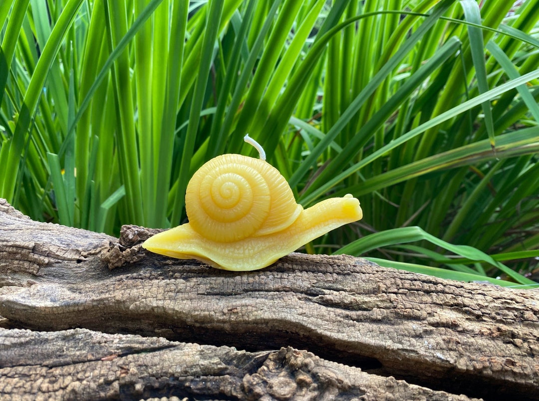 Snail Beeswax Candle / All Natural Bees Wax Candles / Slug / Animal ...