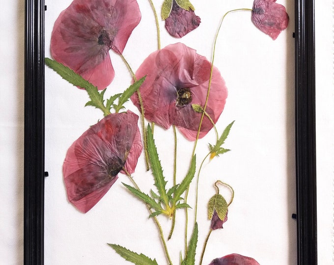 Pressed Poppy for Framing. Real Dried Wild Flower for Craft Projects ...