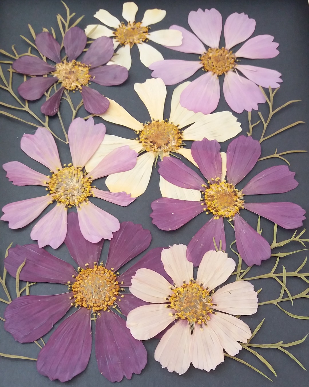 Real Pressed Cosmos Flower for Framing. Large Cosmos Flower Mix Color ...