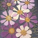 Real Pressed Cosmos Flower for Framing. Large Cosmos Flower Mix Color ...