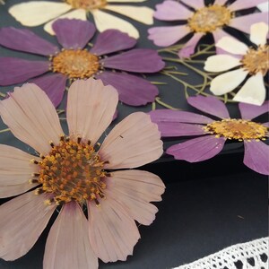 Real Pressed Cosmos Flower for Framing. Large Cosmos Flower Mix Color ...